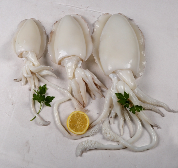 Archives des Seiche congelé | kuriat,congélation produits de mer ...